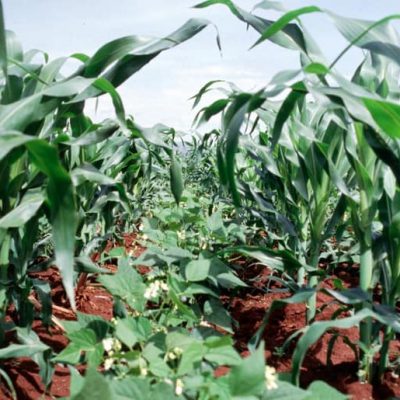 Intercropping – Kiboko