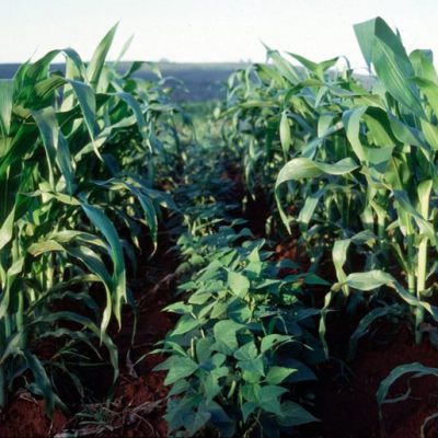 Intercropping – Kiboko