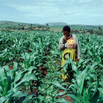 Intercropping – Kiboko